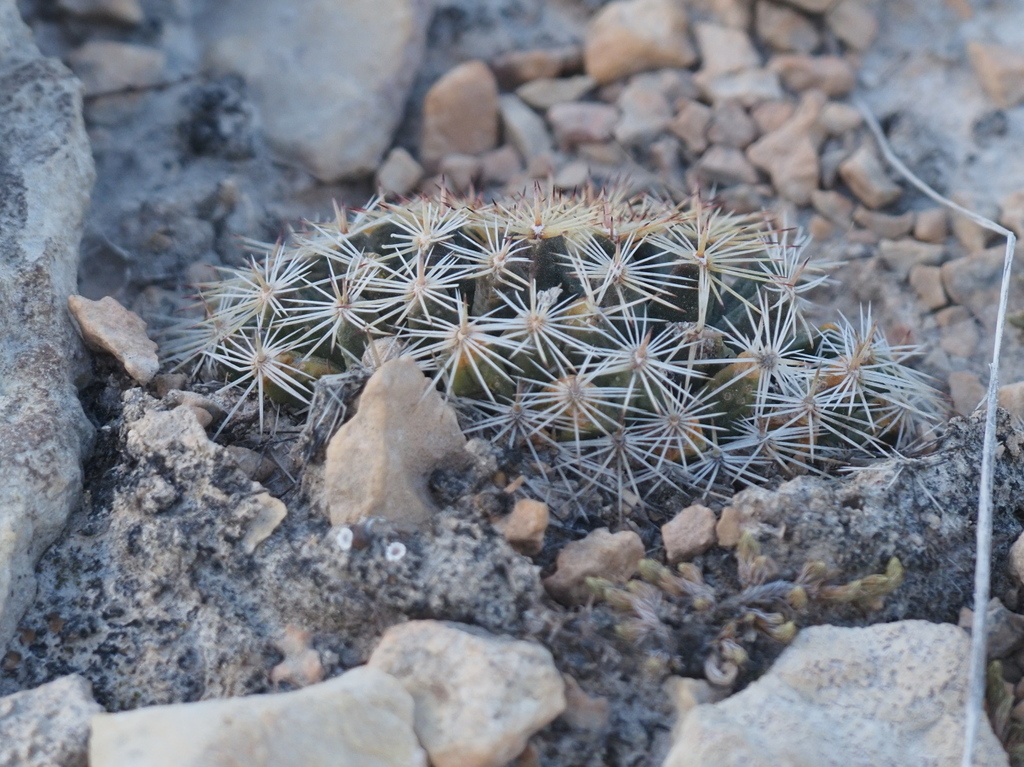 little nipple cactus in October 2024 by Matthew Stepanek · iNaturalist