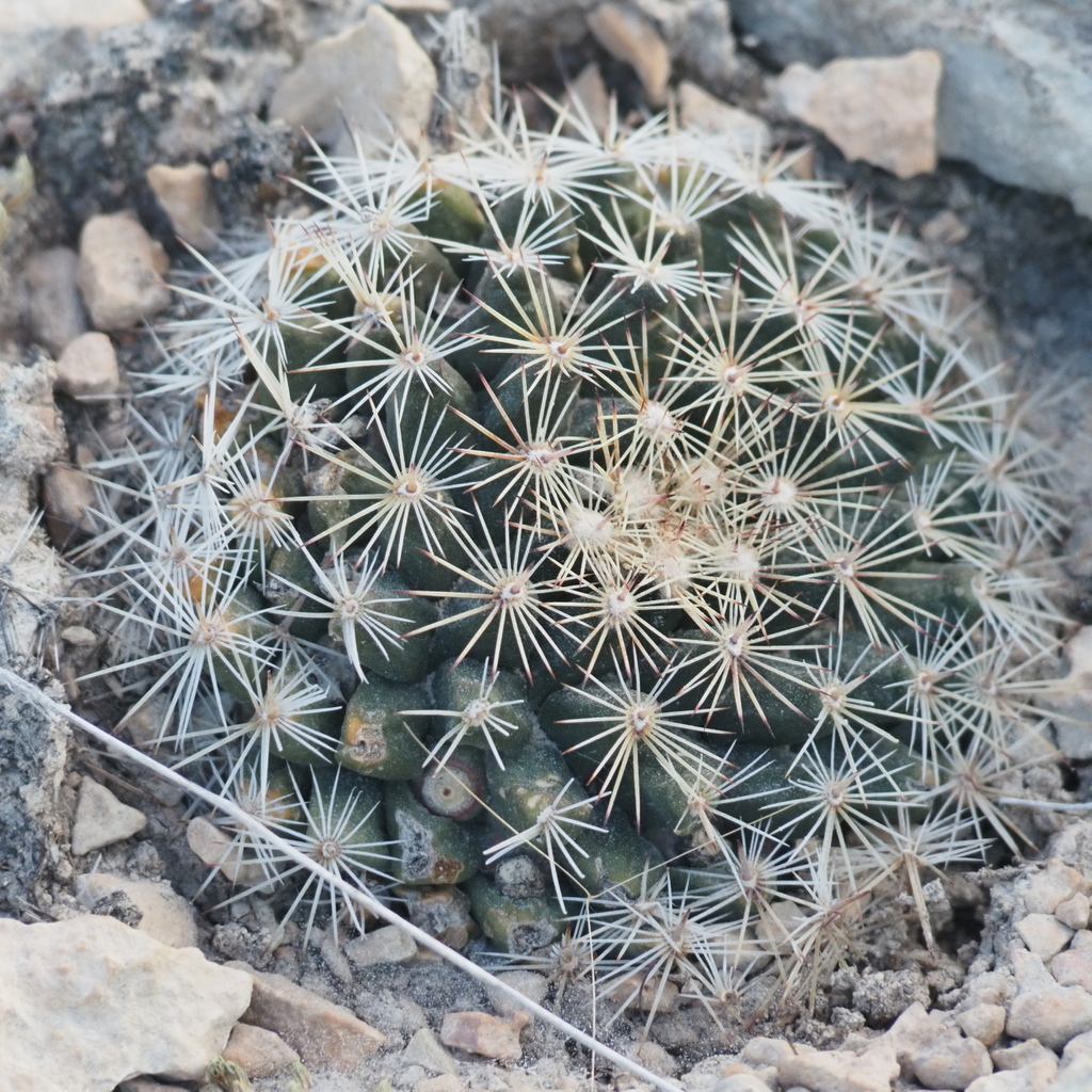 little nipple cactus in October 2024 by Matthew Stepanek · iNaturalist