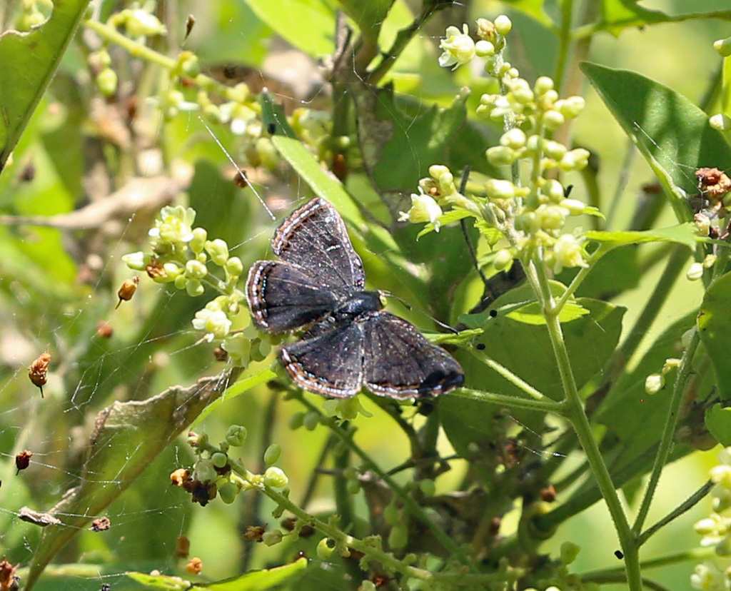 Red-bordered Metalmark from Cameron County, TX, USA on October 7, 2024 ...