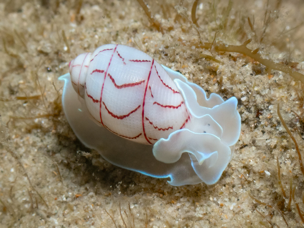 Red-lined Bubble Snail from Angourie Rock Pool, NSW 2464, Australia on ...
