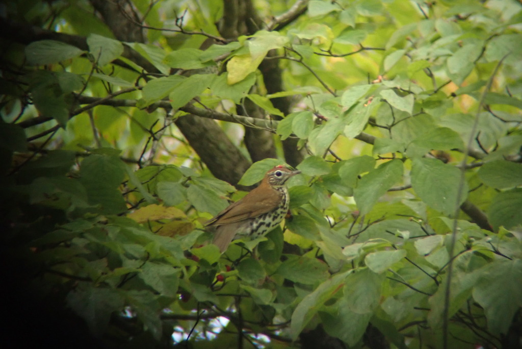 Wood Thrush from Cumberland County, VA, USA on September 29, 2024 at 08 ...