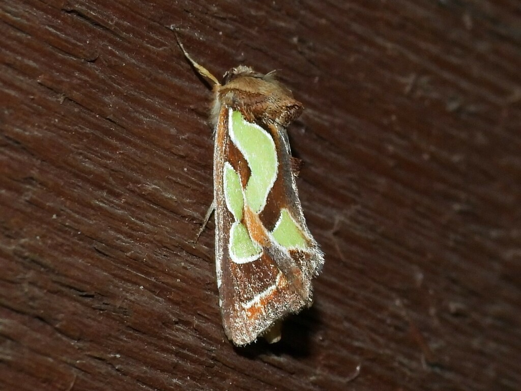 Green-blotched Moth from Coomba Park NSW 2428, Australia on October 7 ...