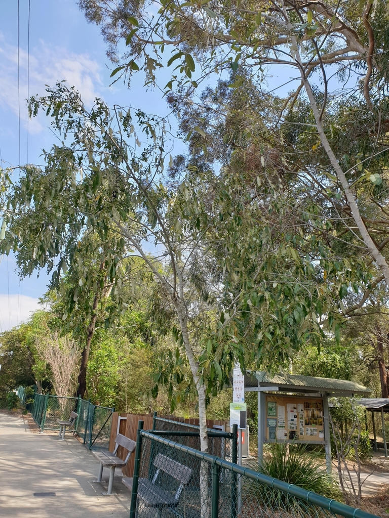 Red Ash from Chermside West QLD, Australia on October 8, 2024 at 12:49 ...