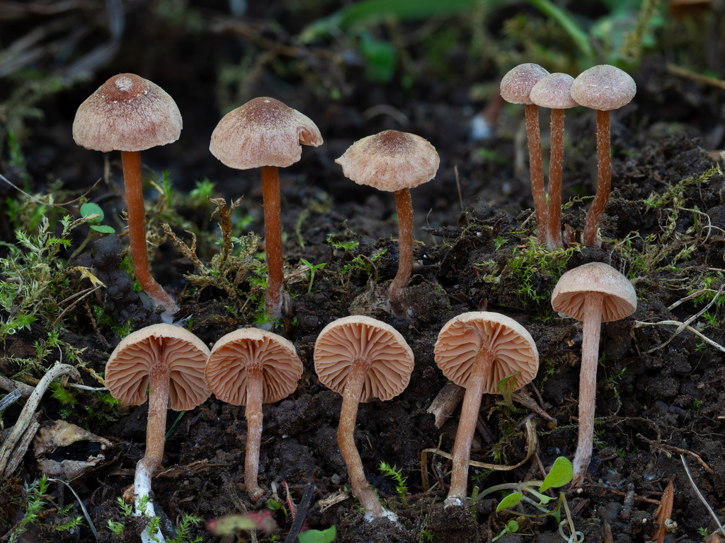 felted twiglet from Ardenwald, Milwaukie, OR, USA on October 7, 2024 at ...