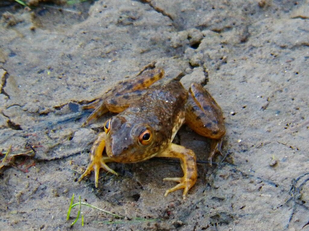 American Bullfrog from Sebastian County, AR, USA on October 6, 2024 at ...