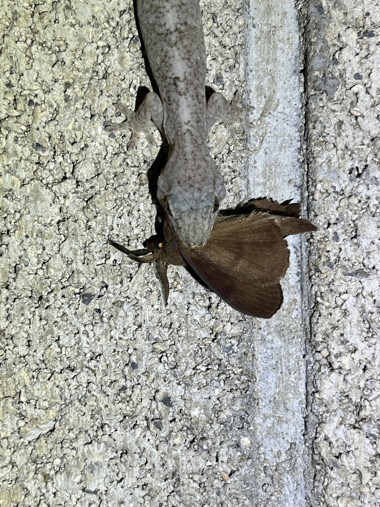 Masson Pine Moth in October 2024 by Nakatada Wachi. Dendrolimus ...