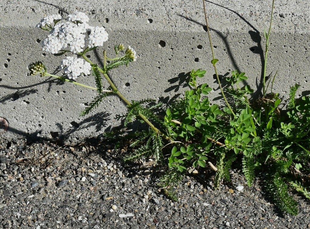 common yarrow from Prince George, BC, Canada on September 15, 2024 at ...
