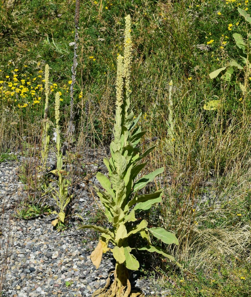 great mullein from Prince George, BC, Canada on September 15, 2024 at ...