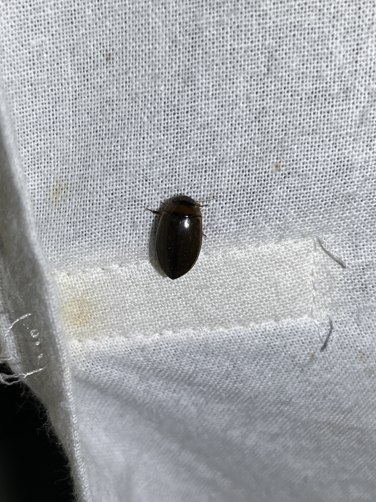 Hydaticus rhantoides in October 2024 by Nakatada Wachi · iNaturalist