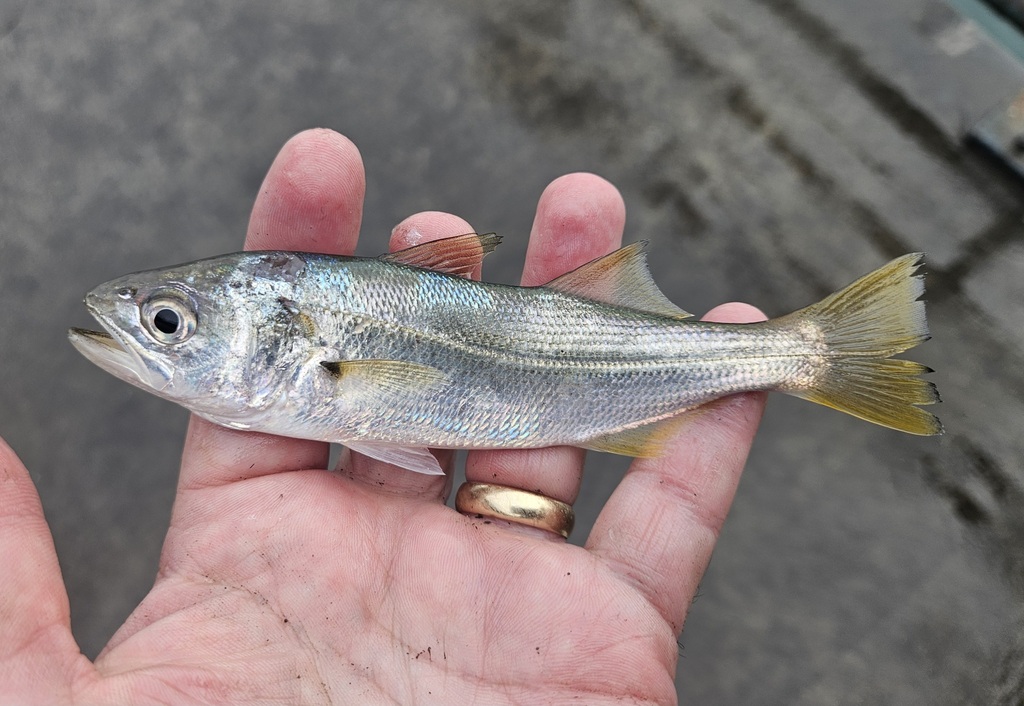 Queenfish (Seriphus politus) - Marine Life Identification