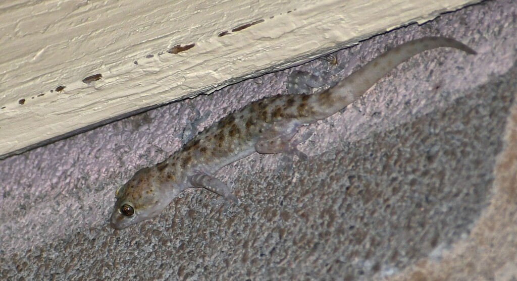 Mediterranean House Gecko from Brewster County, TX, USA on September 25 ...