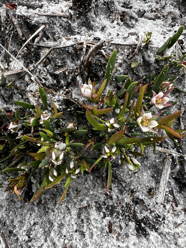 Swamp Boronia from South Gippsland - East, AU-VI, AU on October 7, 2024 ...