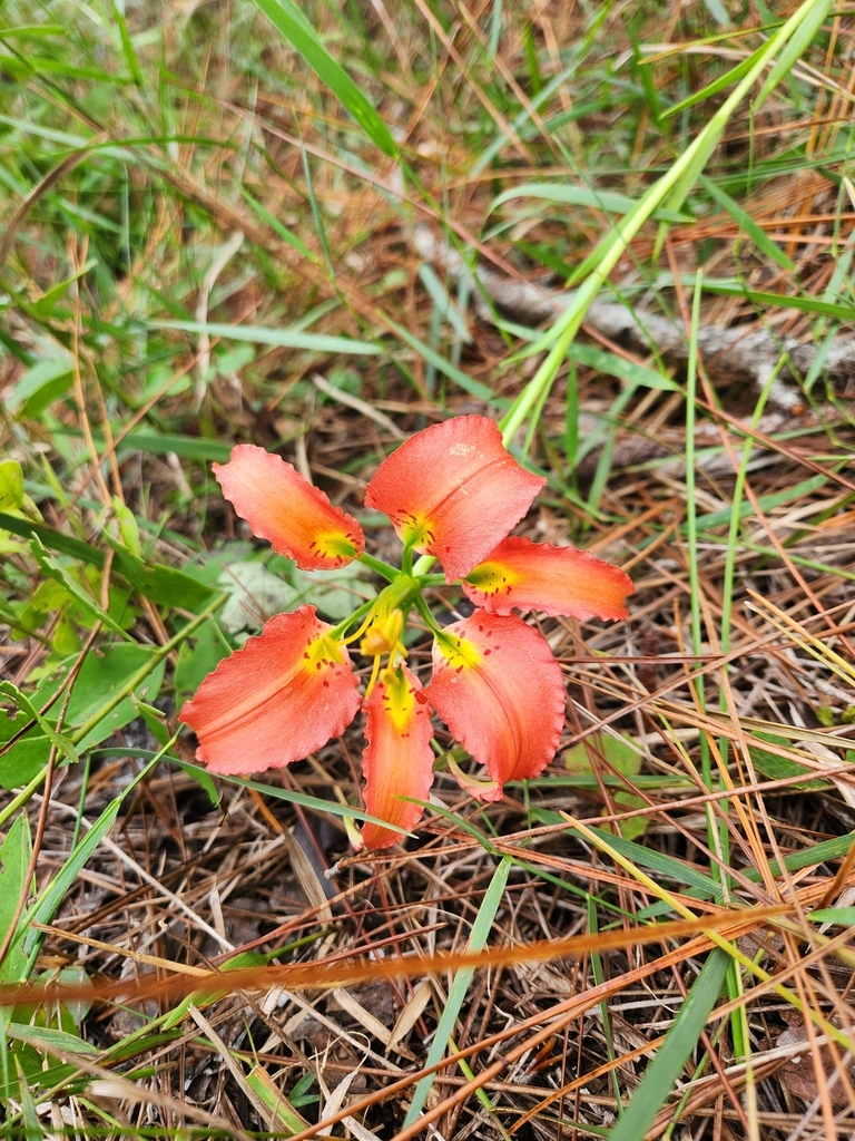 Pine lily in October 2024 by Dyson Parker. next to trail; sort of dead ...