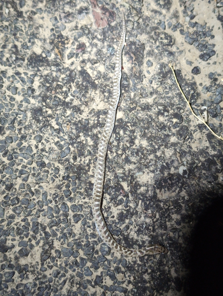 Glossy Snake in October 2024 by Adam Aslam. Dead · iNaturalist