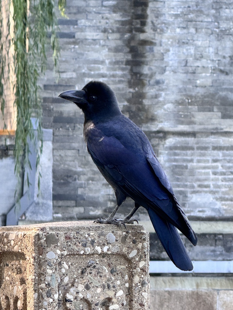Large-billed Crow from 北海公园, 北京市, CN on October 8, 2024 at 01:02 PM by ...