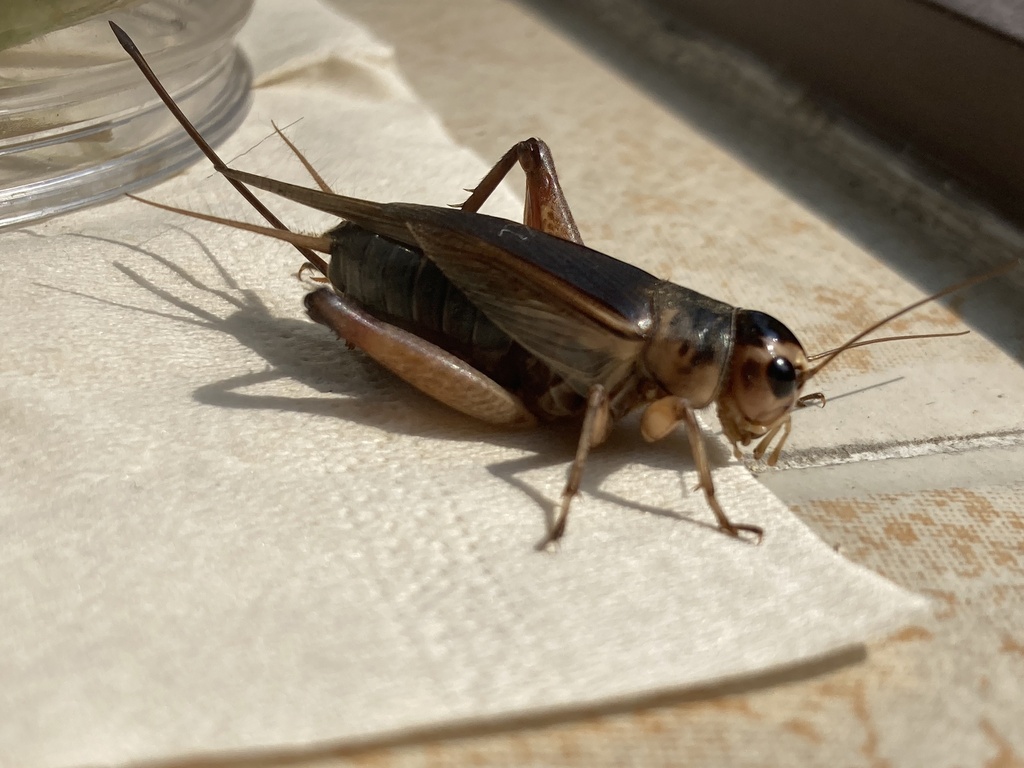 Teleogryllus occipitalis from Suzhou Kowloon Hospital, Shanghai ...