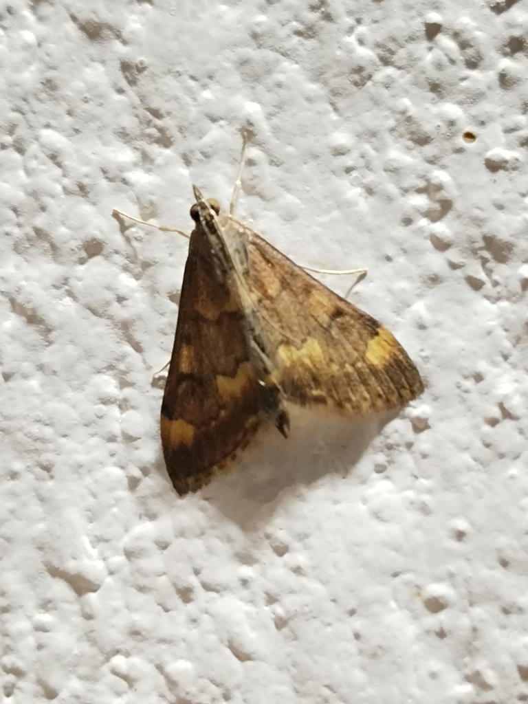 Golden Pyrausta Moth from Centro, Zona Centro, Cadereyta de Montes, Qro ...