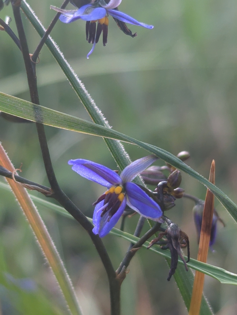 Blueberry Lily from Macleod VIC 3085, Australia on October 8, 2024 at ...