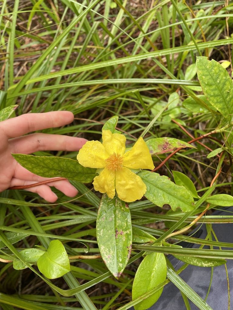 Climbing Guinea flower from Lakeshore Dr, Narrabeen, NSW, AU on October ...