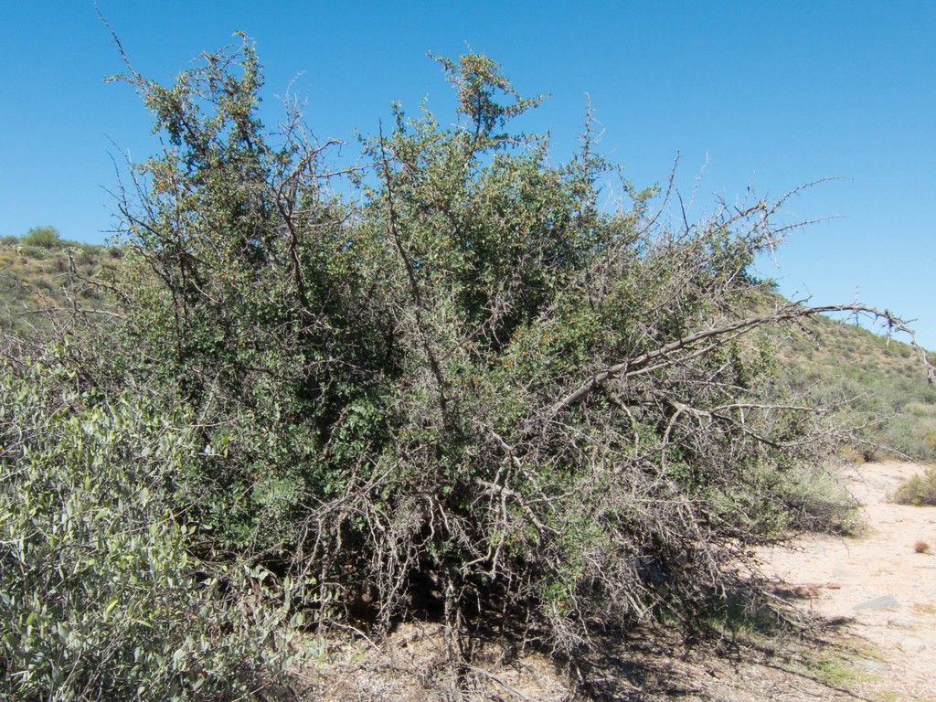 spiny hackberry from South of Bartlett Dam Road on September 29, 2014 ...