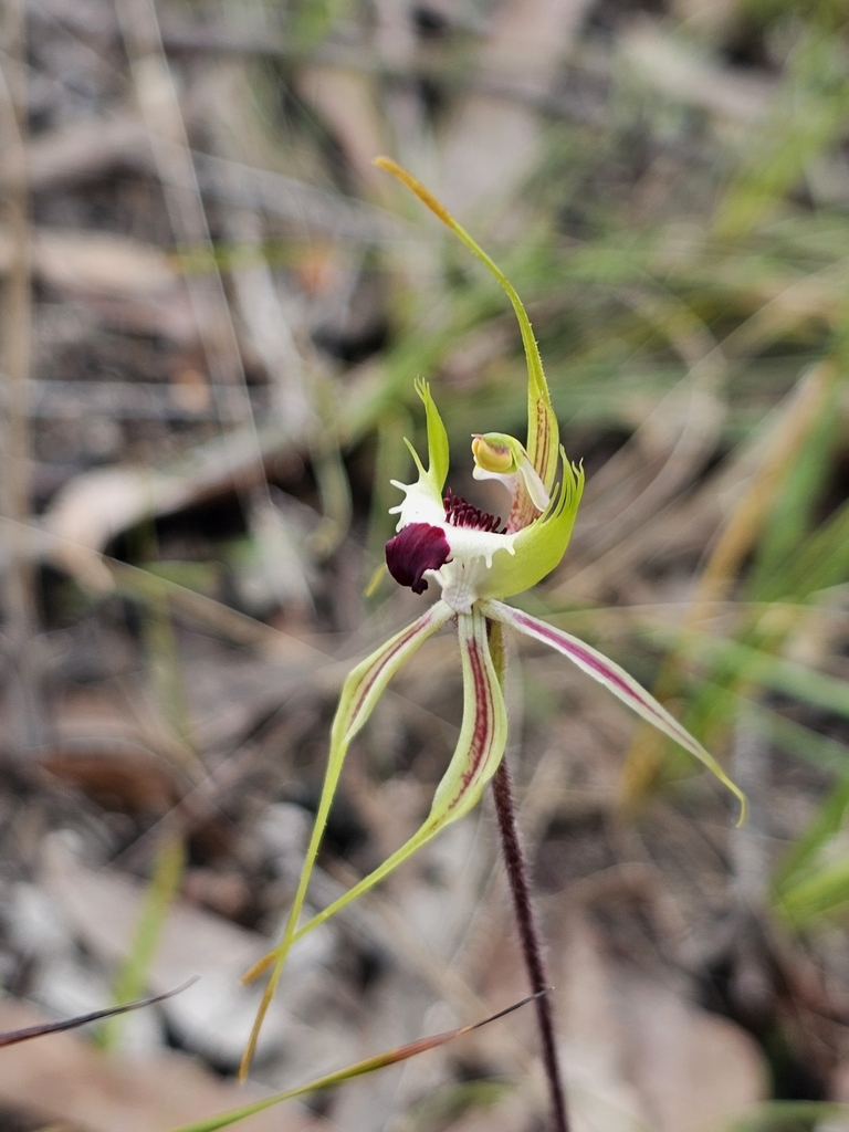 eastern mantis orchid from Anglesea VIC 3230, Australia on October 8 ...