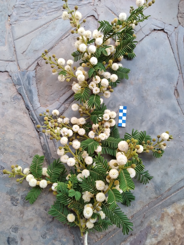 Paperbark Thorn from Sekhukhune District Municipality, South Africa on ...
