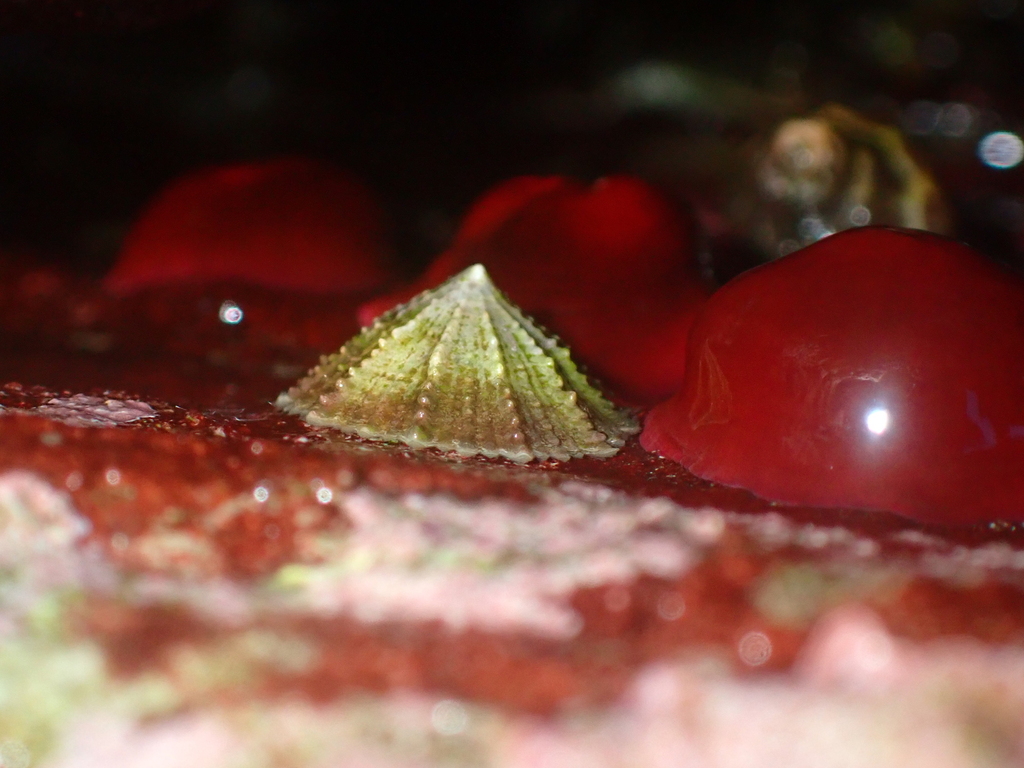 Cap-shaped False Limpet from Central Coast NSW, Australia on October 3 ...