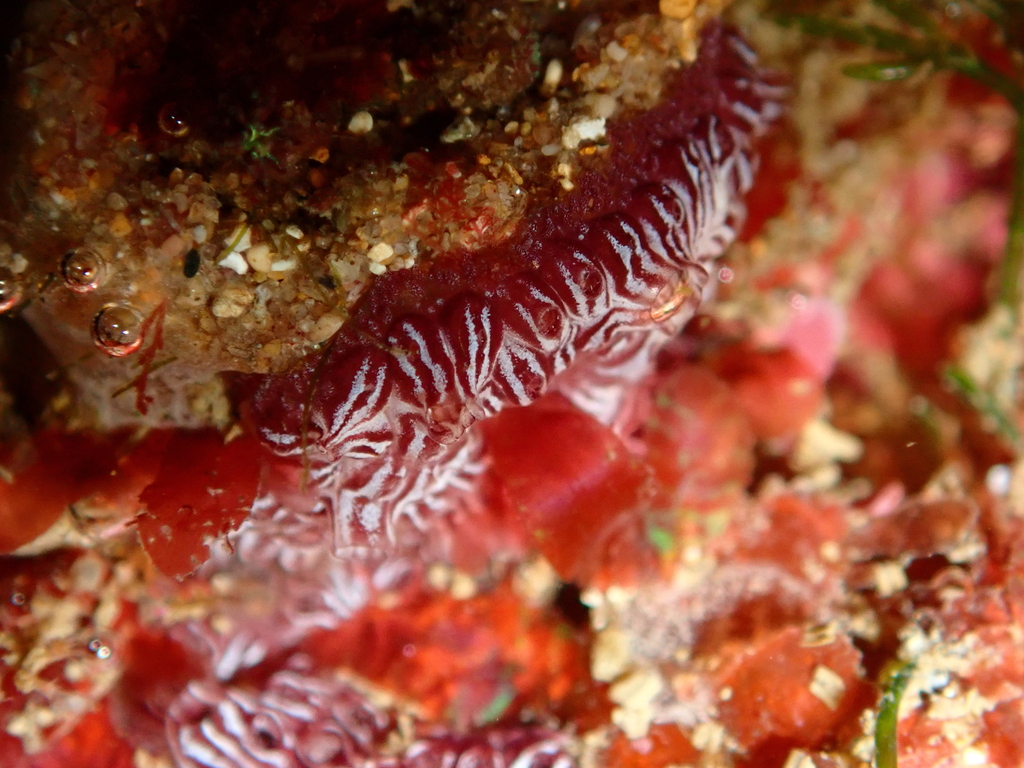 ladder ascidian from Central Coast NSW, Australia on October 3, 2024 at ...