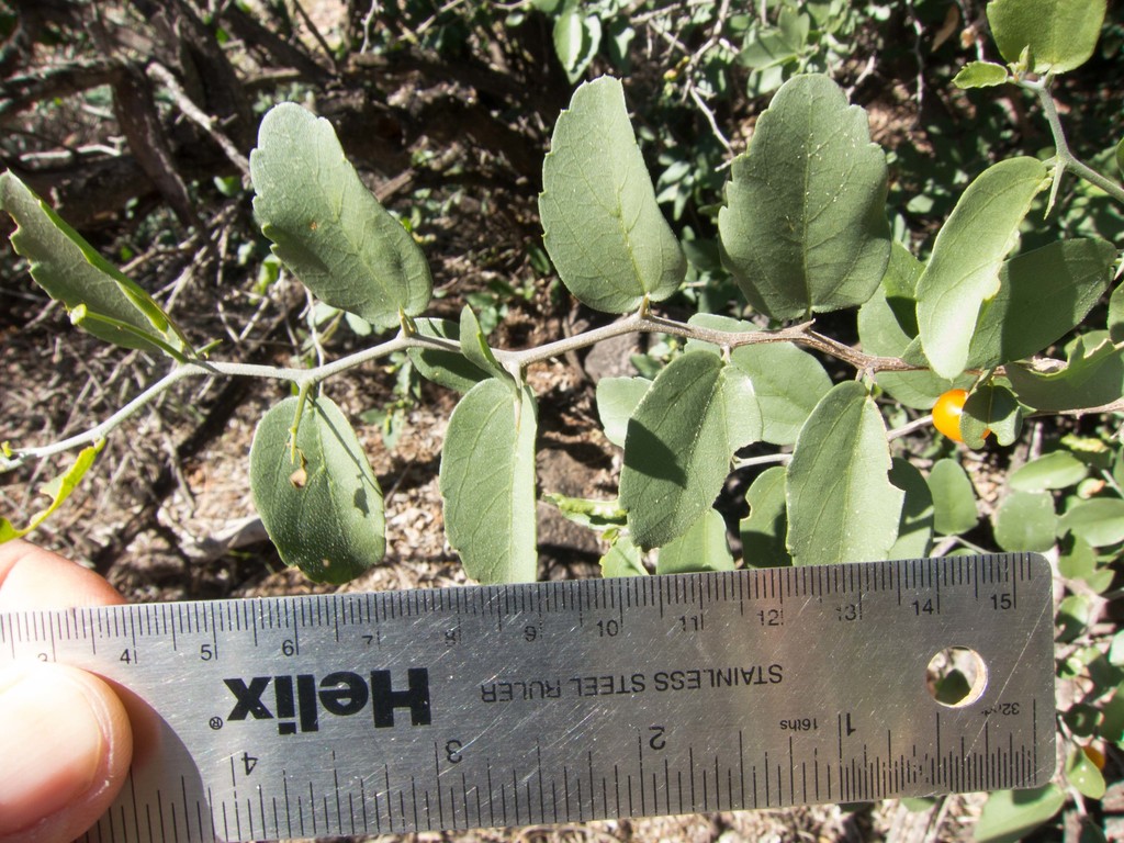 spiny hackberry (Celtis pallida) - Botanical Realm