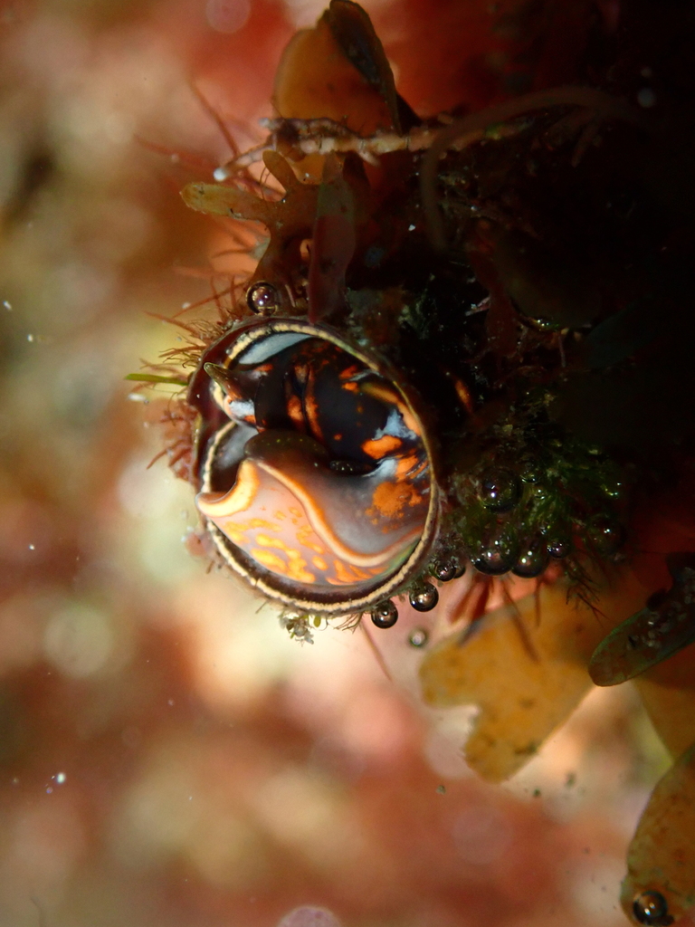 Thylacodes sipho from Central Coast NSW, Australia on October 3, 2024 ...