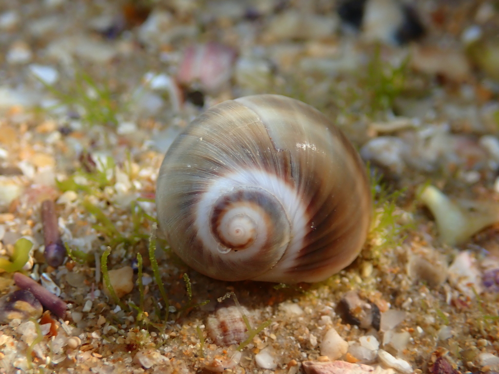 Spotted Sand Shell from Central Coast NSW, Australia on October 3, 2024 ...