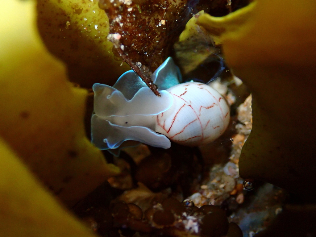 Red-lined Bubble Snail from Central Coast NSW, Australia on October 3 ...