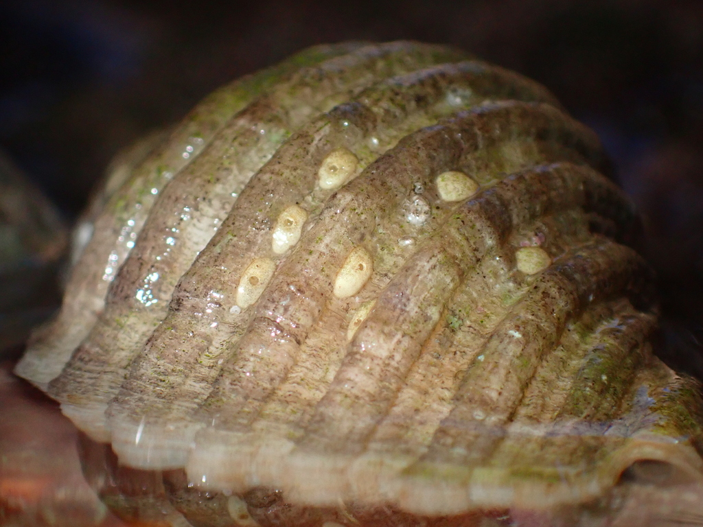 Cart-Rut Shell from Central Coast NSW, Australia on October 3, 2024 at ...