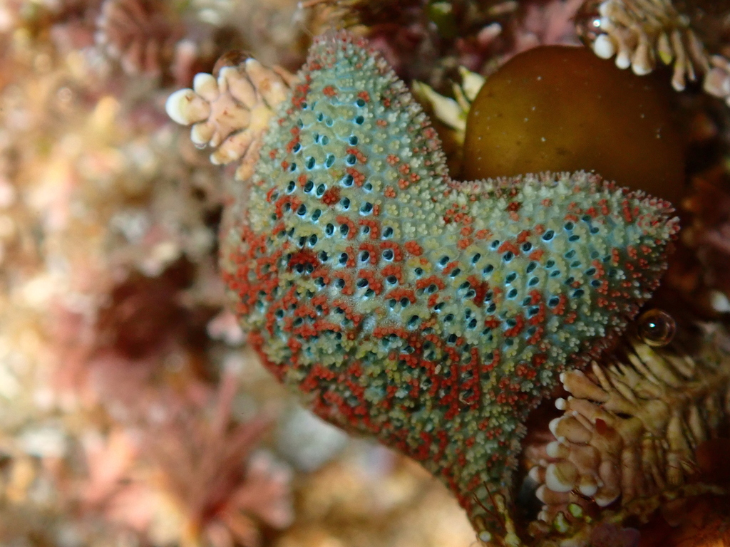 Dwarf Cushion Star from Central Coast NSW, Australia on October 3, 2024 ...