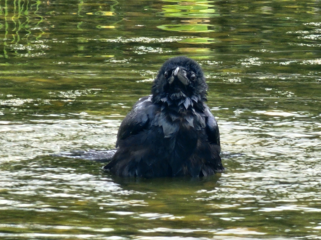 Eastern Jungle Crow from Khlong Toei, Bangkok, Thailand on October 8, 2024 at 12:16 PM by ...