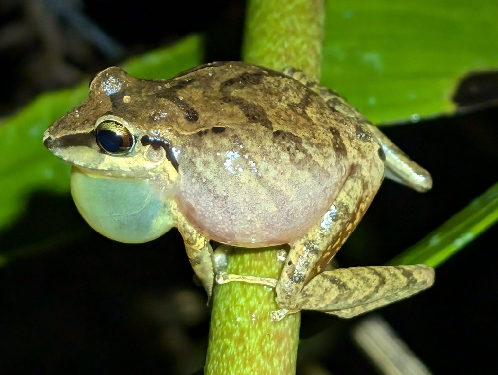 Cachabi Robber Frog from Maquipucuna Cloud Forest Reserve, Pichincha ...