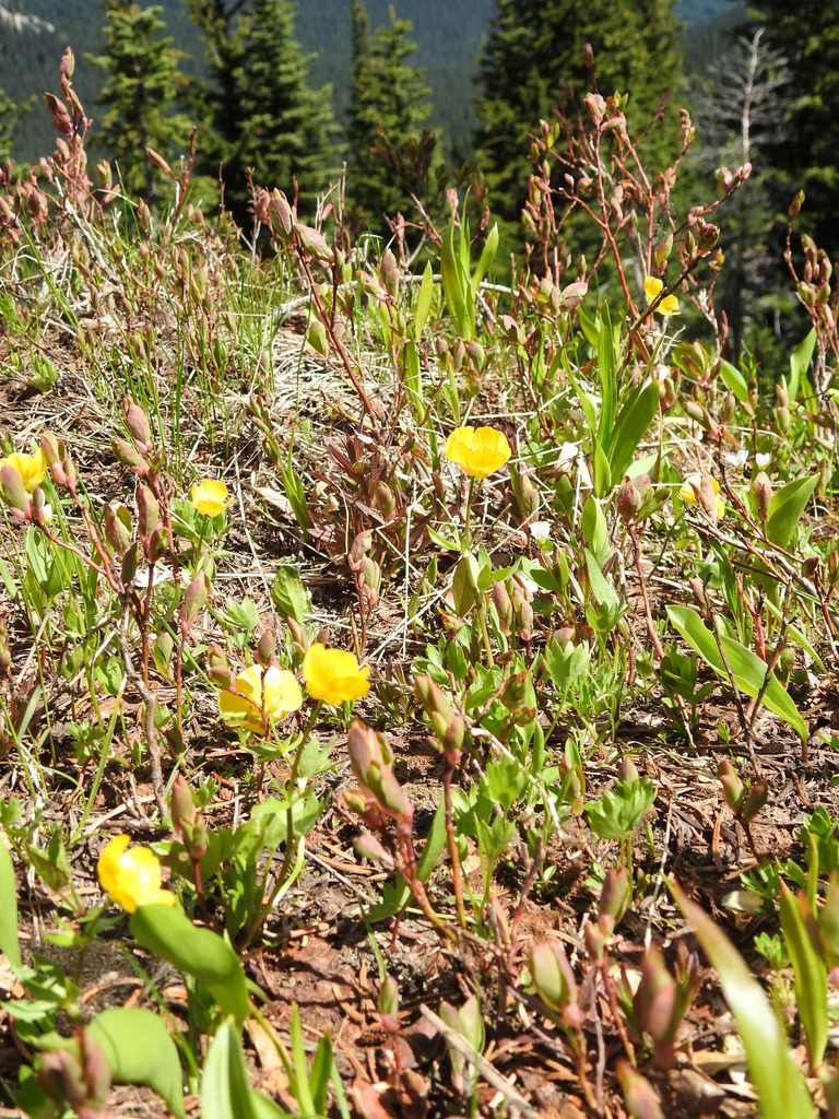 Eschscholtz's Buttercup from Mount Rainier, Mount Rainier National Park ...