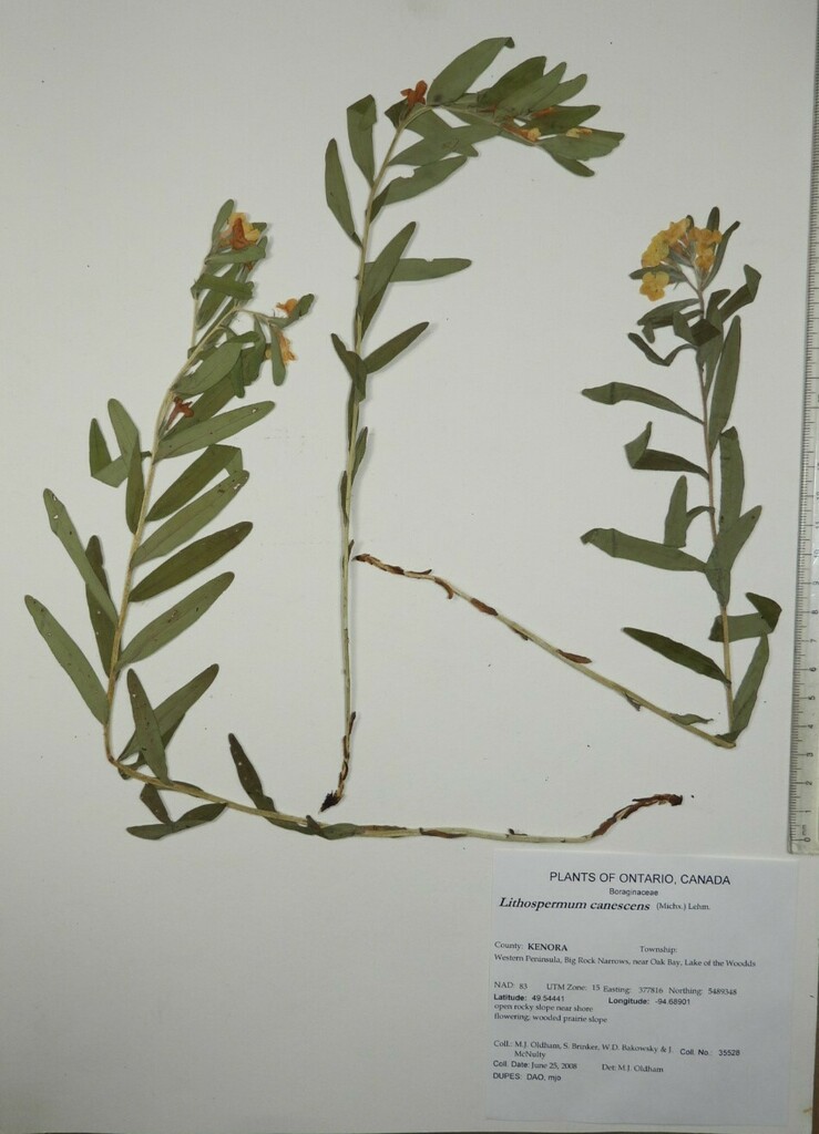 hoary puccoon from Canada, Ontario, KENORA County, Western Peninsula ...