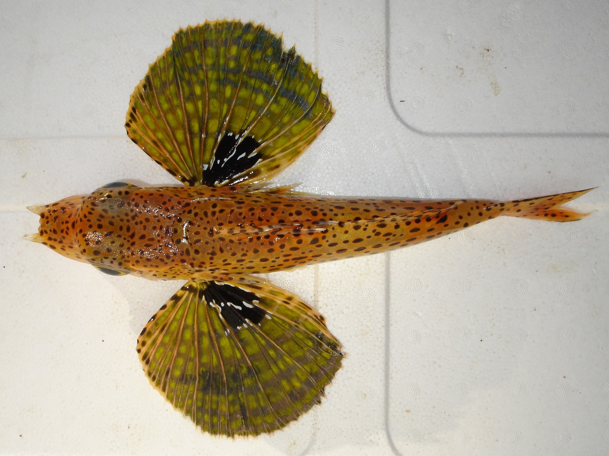 Pterygotrigla Waite, 1899