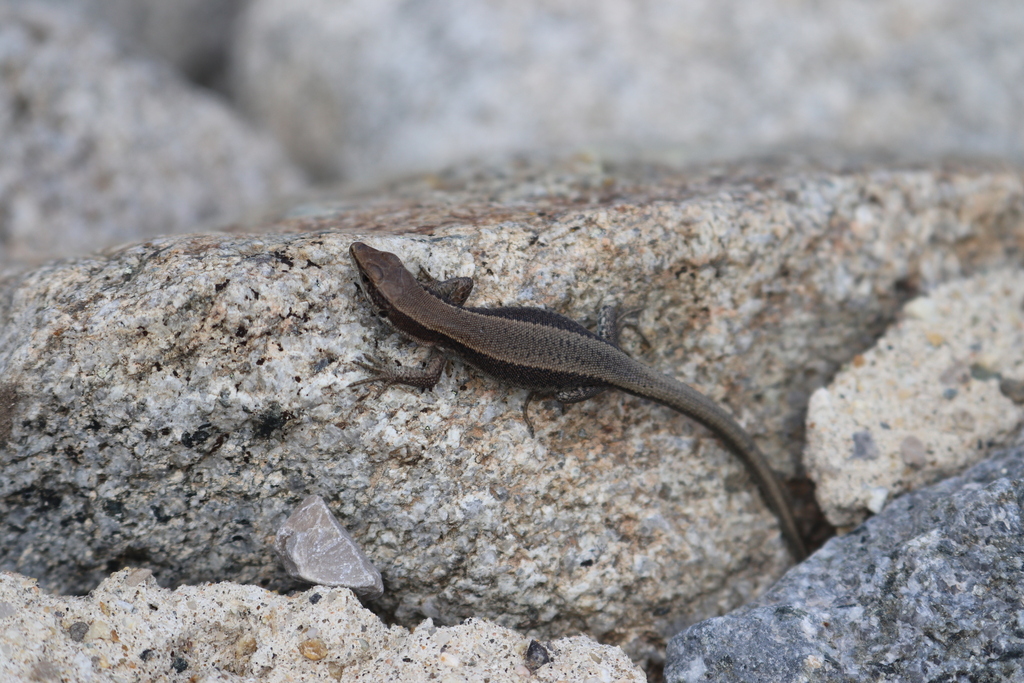 Pyrenean Rock Lizard in August 2024 by Thomas Florion · iNaturalist