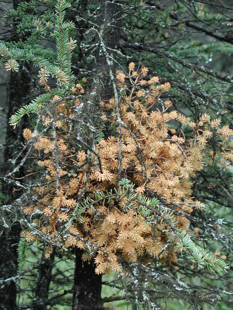 black spruce from Denali, Alaska, United States on August 6, 2002 at 12 ...