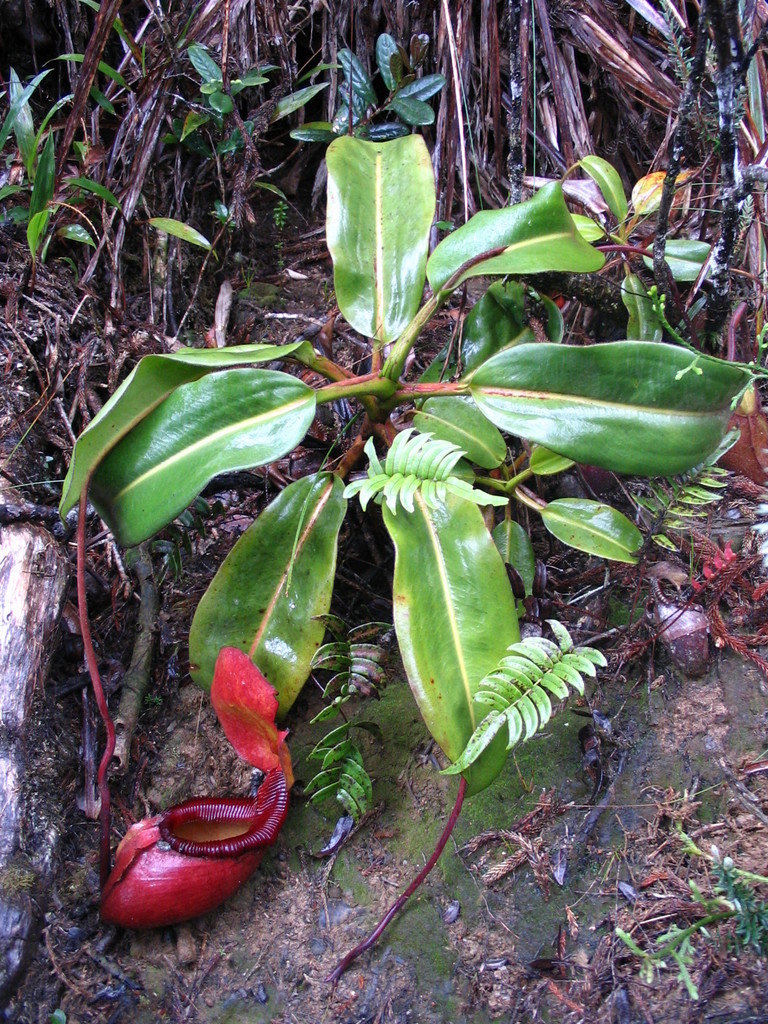 Kinabalu Pitcher-Plant (Nepenthes × kinabaluensis) - Botanical Realm