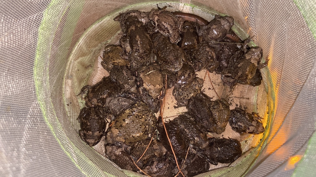 Boreal Digging Frog from 용연로, 아산시, 충청남도, KR on October 8, 2024 at 09:31 ...