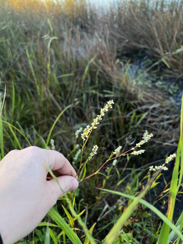swamp smartweed from Choctaw Lake, Ackerman, MS, US on October 6, 2024 ...
