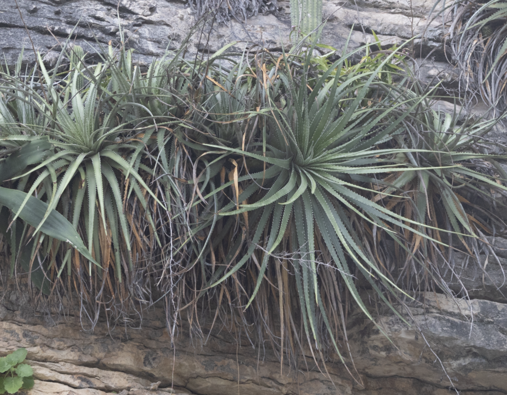 Guapilla desde Sumidero Canyon, Chiapas, Mexico el 01 de octubre de ...
