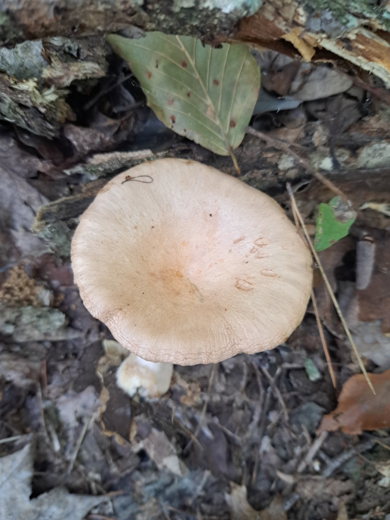 Common Milkcaps from Pinnacle, NC 27043, USA on October 08, 2024 at 10: ...