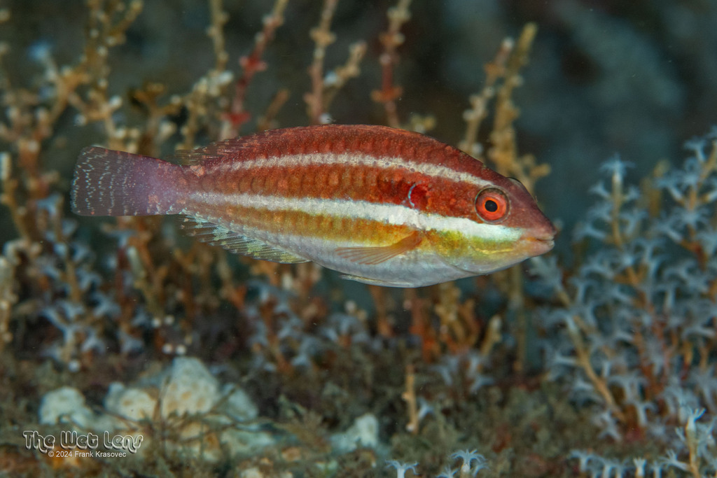 Redband Parrotfish (Sparisoma aurofrenatum) - Marine Life Identification