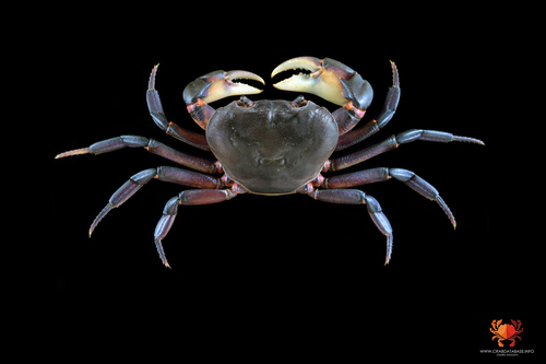 género Balssipotamon · NaturaLista Colombia