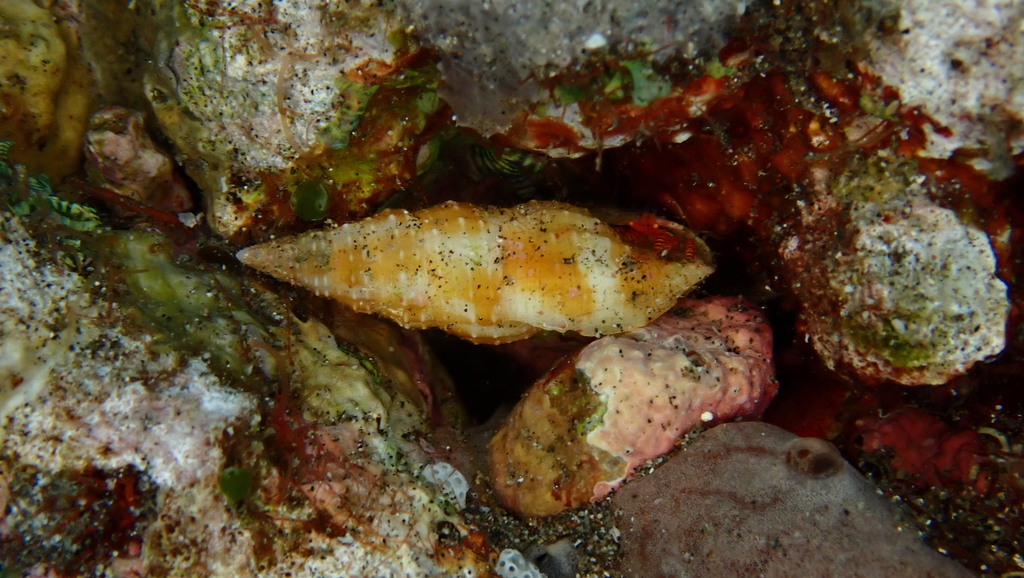 Prodotia iostoma from QH3G+6X2, Jl. Sida Karya, Baturinggit, Kec. Kubu ...