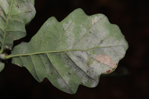 Phyllactinia roboris · iNaturalist United Kingdom